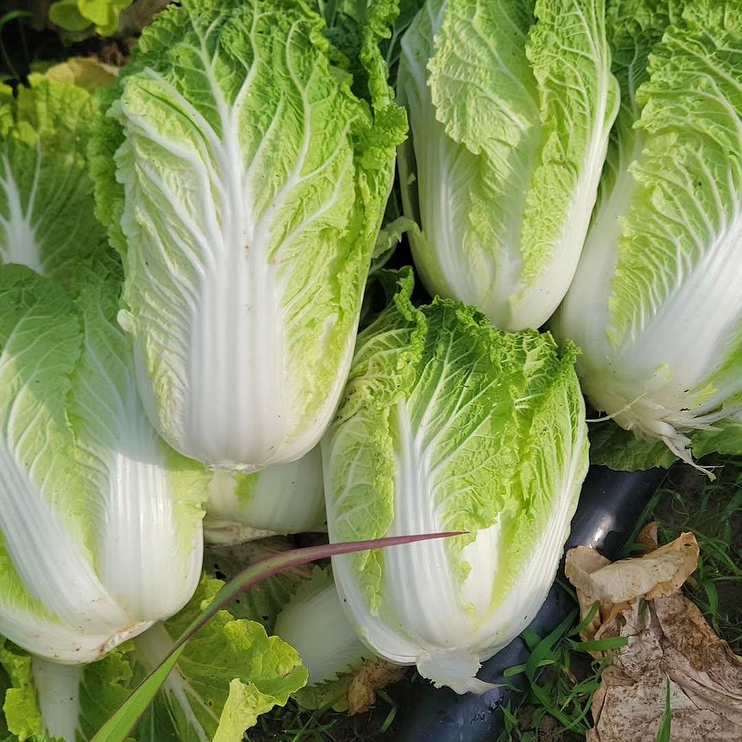 Chinese Cabbage - Bibb Forest Farm- Regenerative, organically grown ...