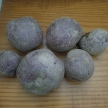 Huckleberry Gold Potatoes - Bibb Forest Farm- Regenerative, organically ...