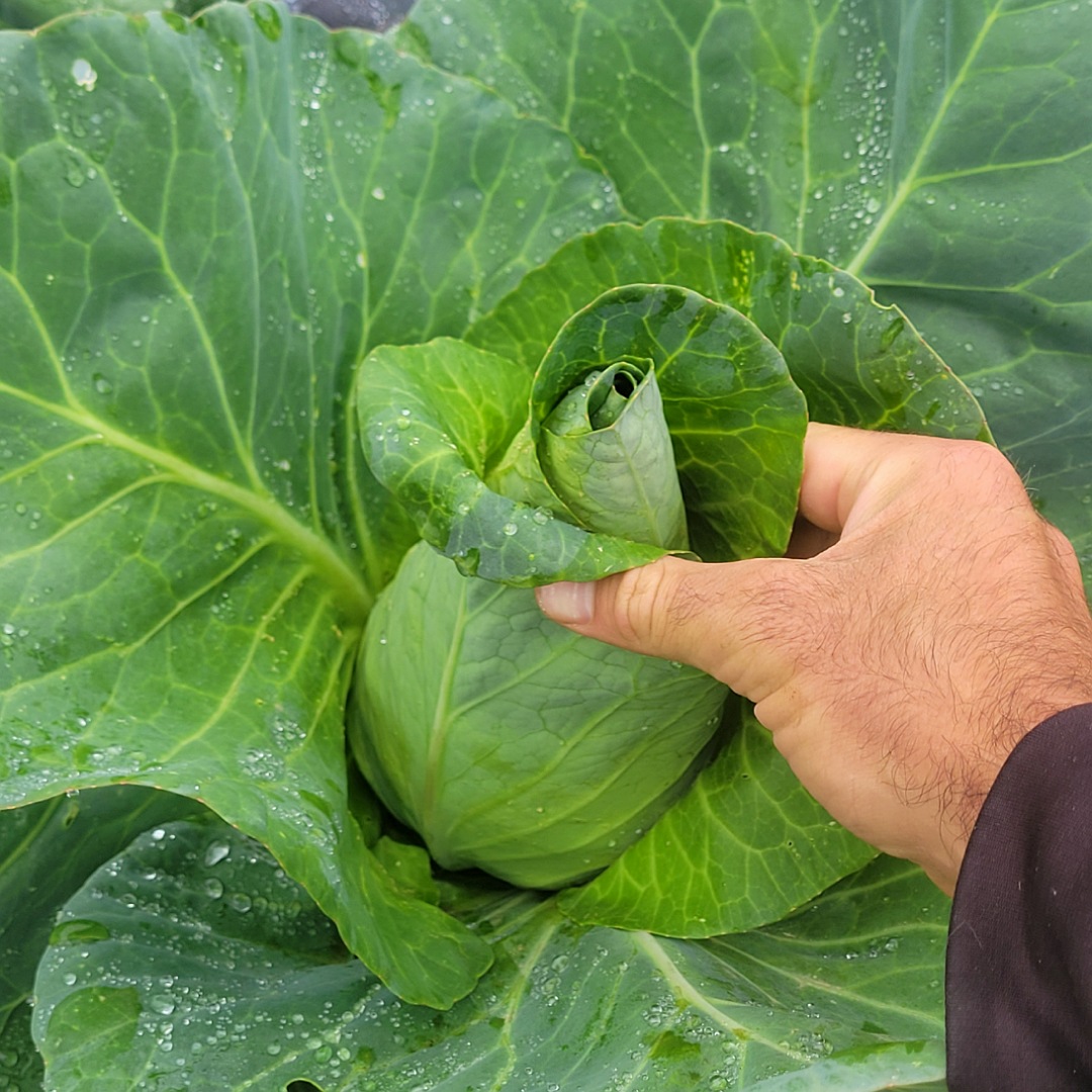 Cabbage- Pointed - Bibb Forest Farm- Regenerative, organically grown ...