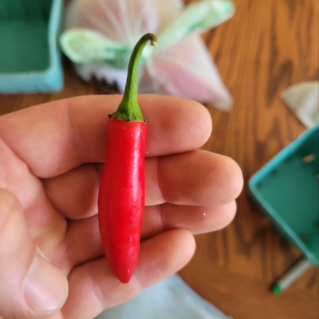 Hot Pepper- Dedo de Moca - 1 pint - Bibb Forest Farm- Regenerative ...