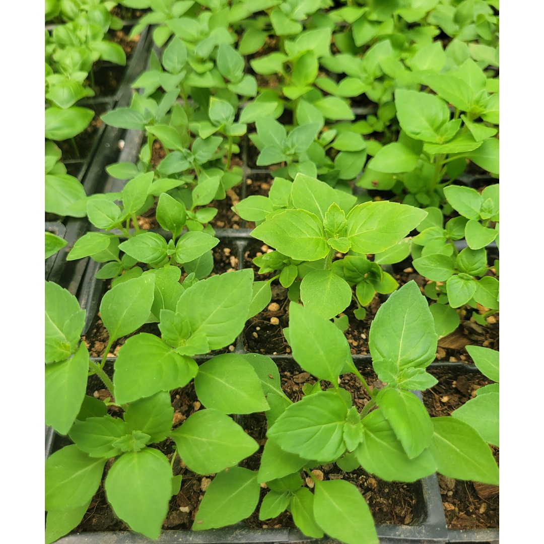 Tulsi Basil Plant (4 pack) - Bibb Forest Farm- Regenerative ...
