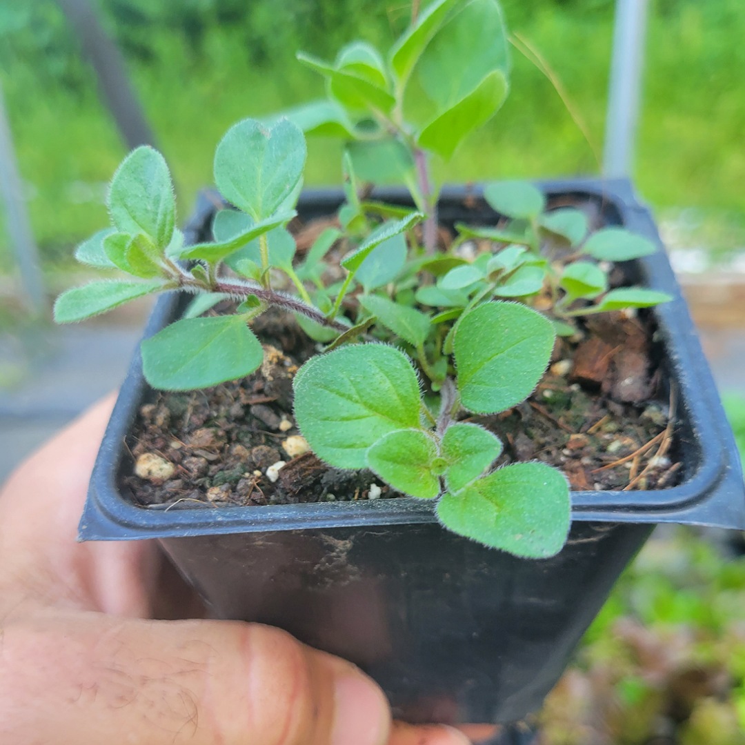 Oregano- Plant, 3" - Bibb Forest Farm- Regenerative, organically grown ...