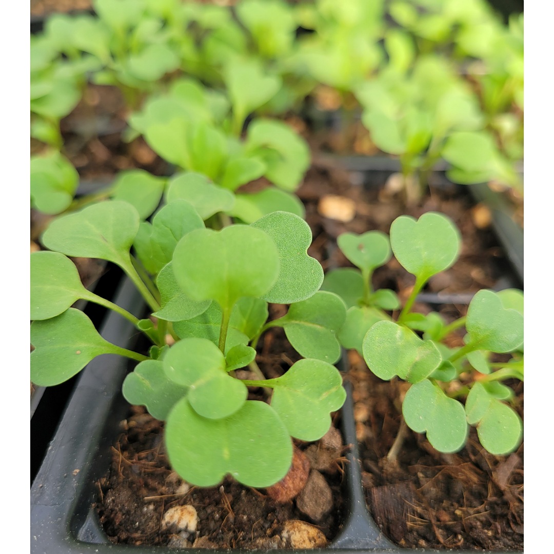 Arugula – 4 Pack (Smaller Cell) - Bibb Forest Farm- Regenerative ...