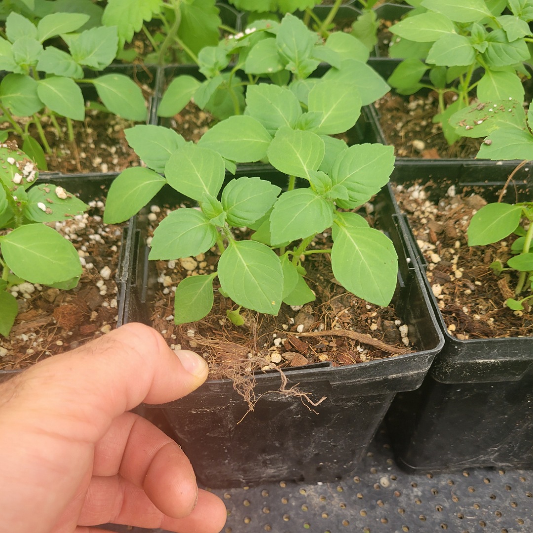 Tulsi (Holy Basil) – 5" Pot – Organically Grown - Bibb Forest Farm ...