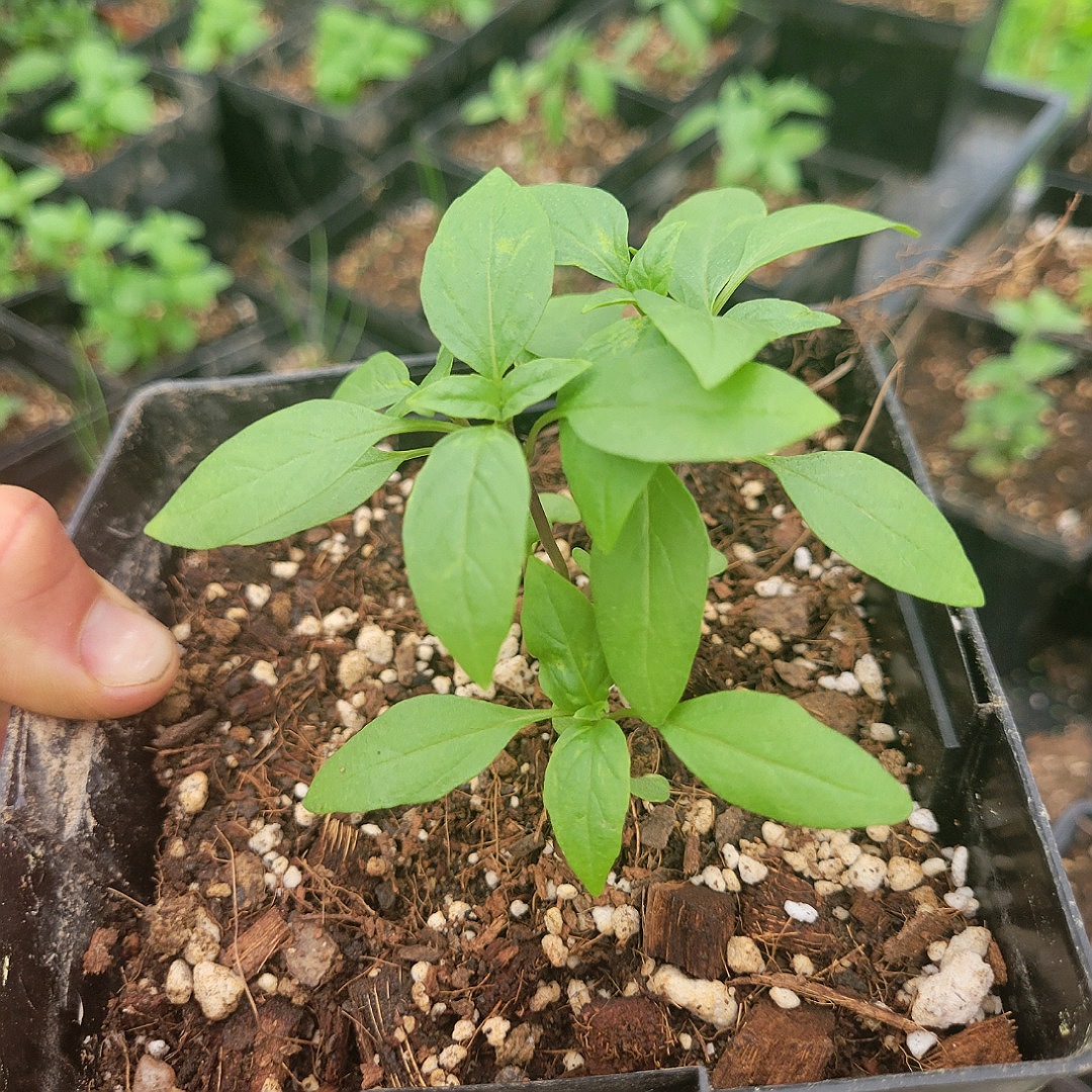Thai Basil 'Prospera' – 5" Pot – Organically Grown - Bibb Forest Farm ...