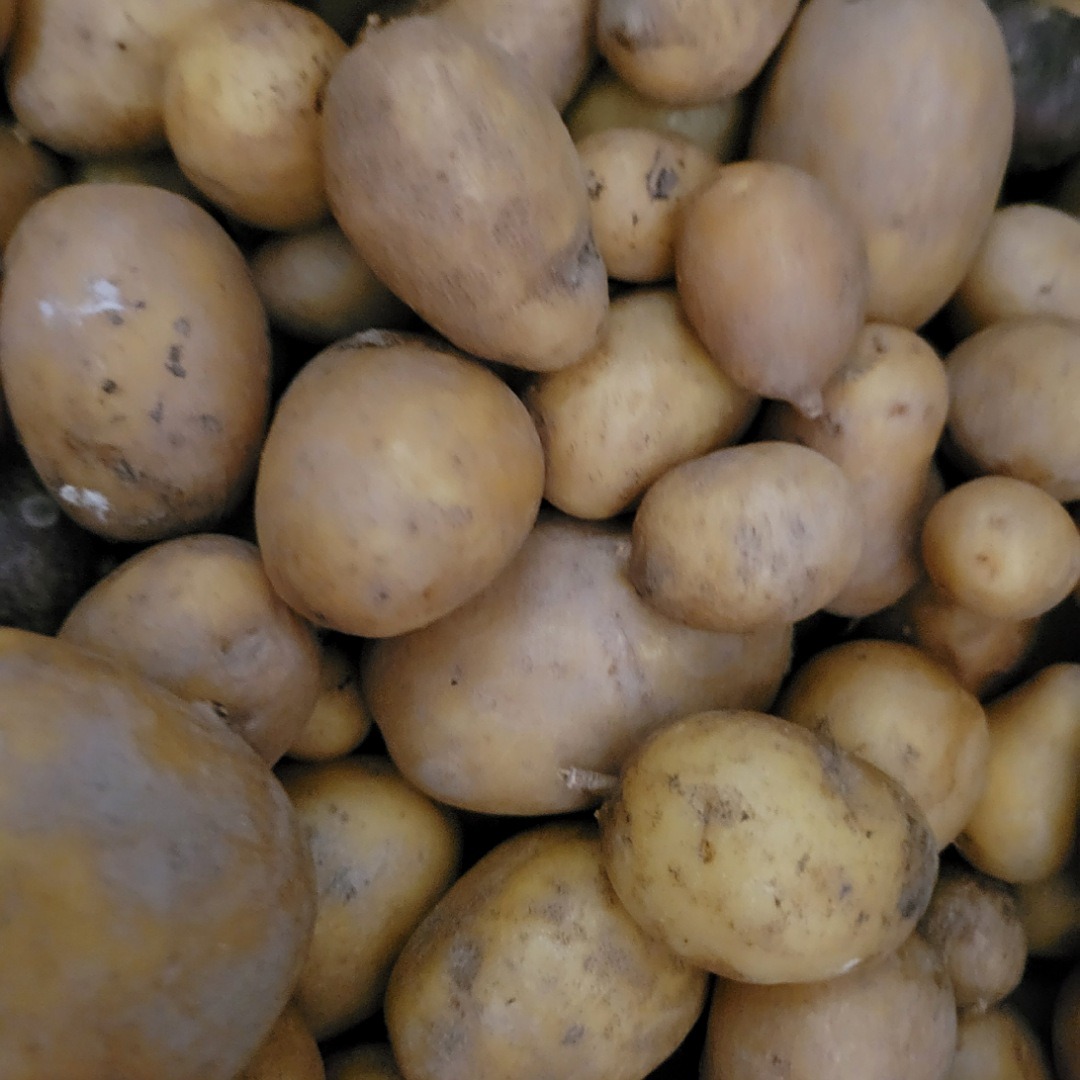Organically Grown Jule Baby Potatoes – 1 lb Bag - Bibb Forest Farm ...